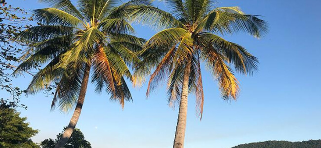 ESG Clarity – From Brown to Green: The Growing Role of Transition Bonds ...